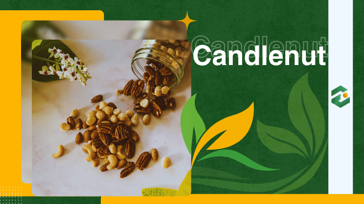 RBD Palm Olein (Palm Cooking oil)