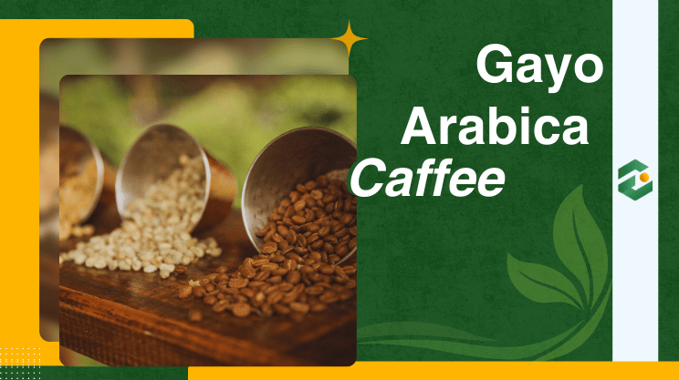Gayo Arabica Coffee